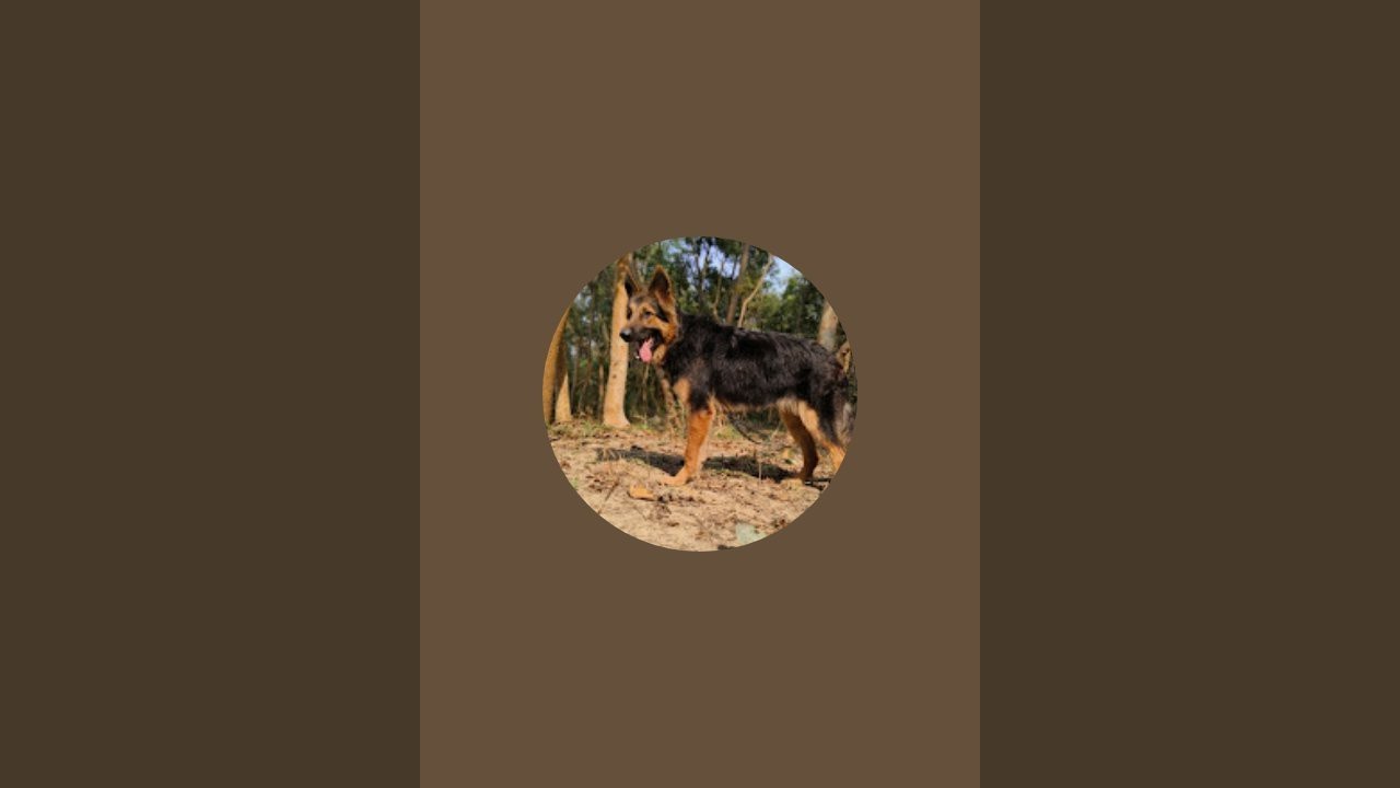 Ayush Dog Farm 01 is live! - YouTube