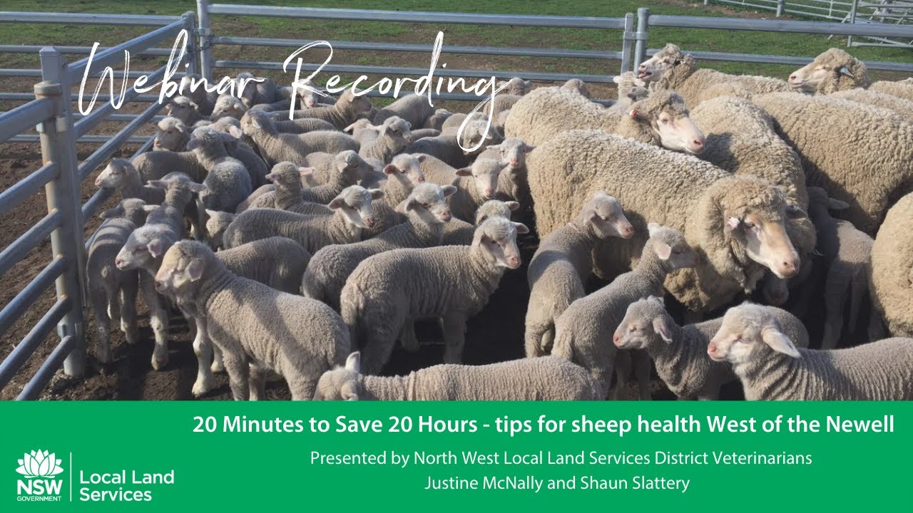 Tips for sheep health west of the Newell: the Bare Basics for Summer ...