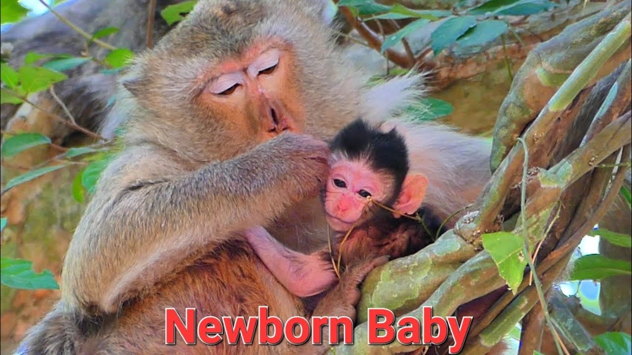 Congrats! Monkey Mother BRIANNA Gave Birth Newborn To Cute Baby And ...