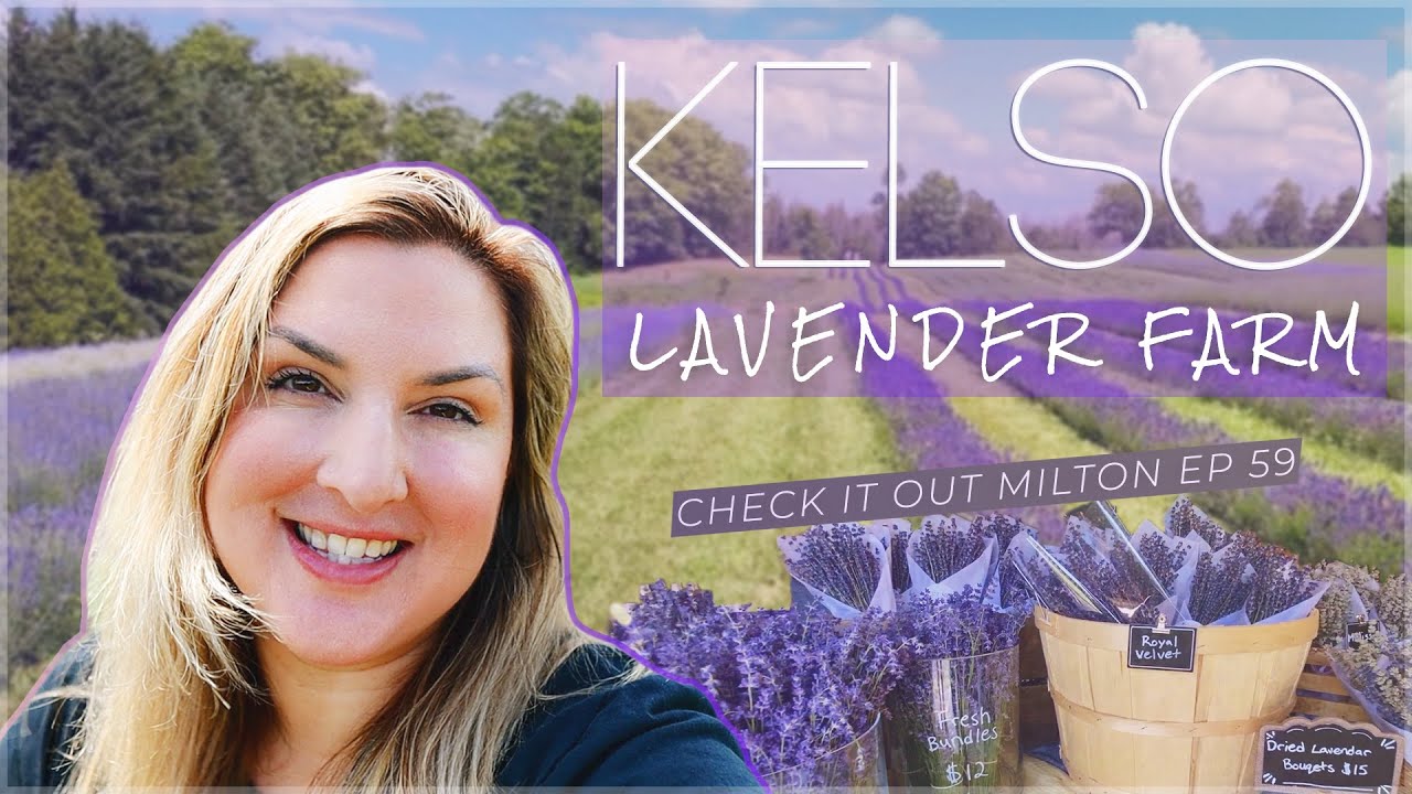 Kelso Lavender Farm | Check It Out Milton - YouTube