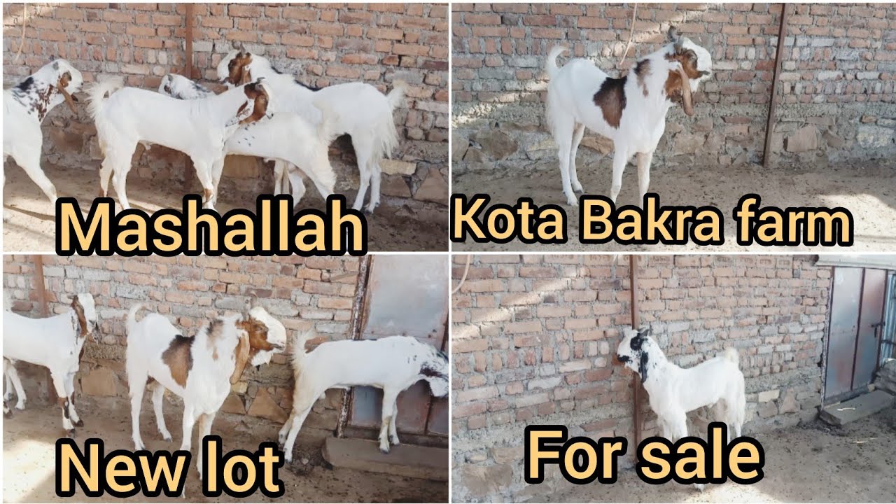 Kota Bakra farm top Quality Kota 2 daat bakra 3 kids for sale - YouTube