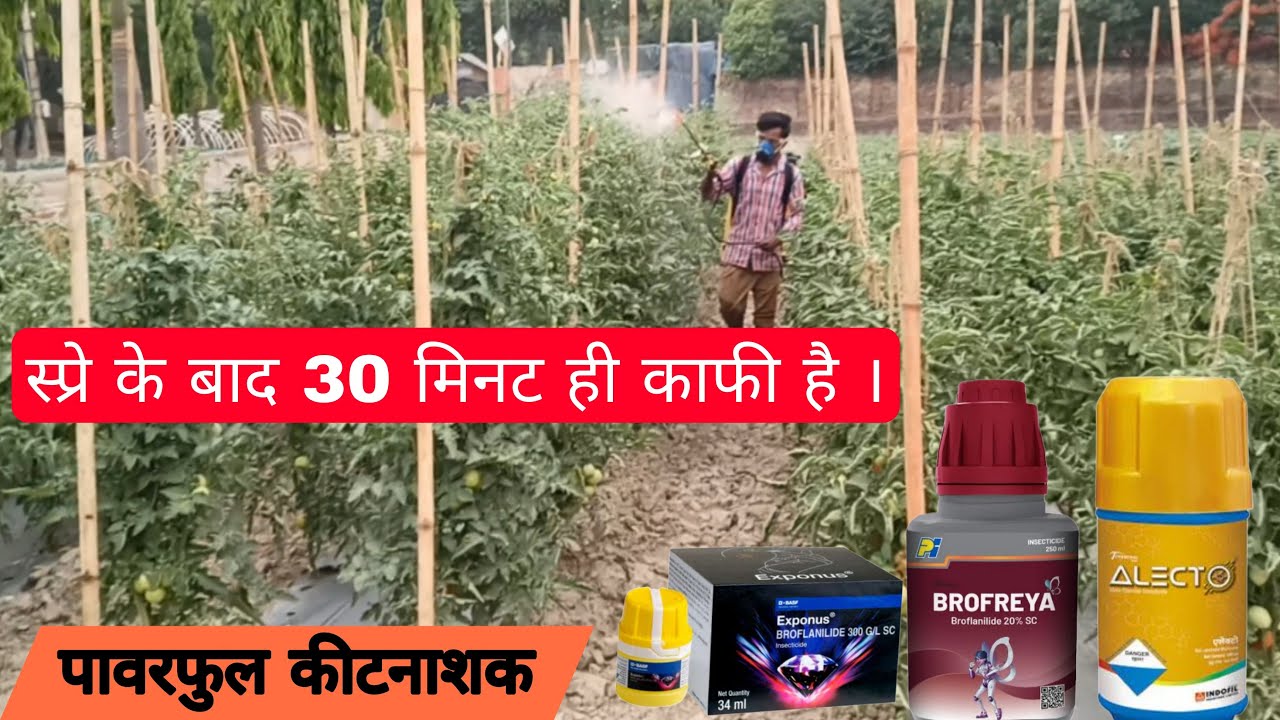alecto insecticide | brofreya insecticide | exponus insecticide ...