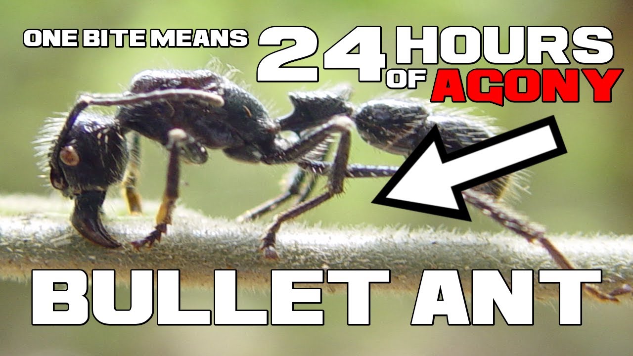 24 HOURS of AGONY - Bullet Ant - Animal a Day - YouTube
