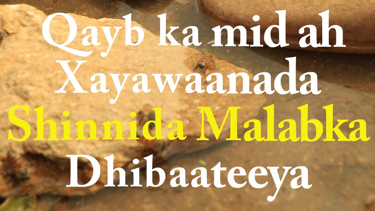 Xayawaanda Dhibaateeya Shinida Malabka | Malabka Shinida ka baabi iya ...