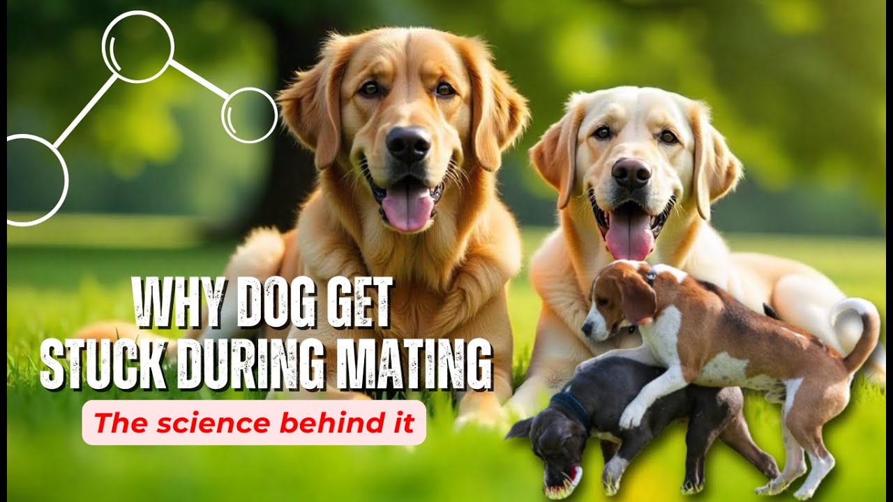 Why Dogs Get Stuck During Mating – The Science Behind It! - YouTube