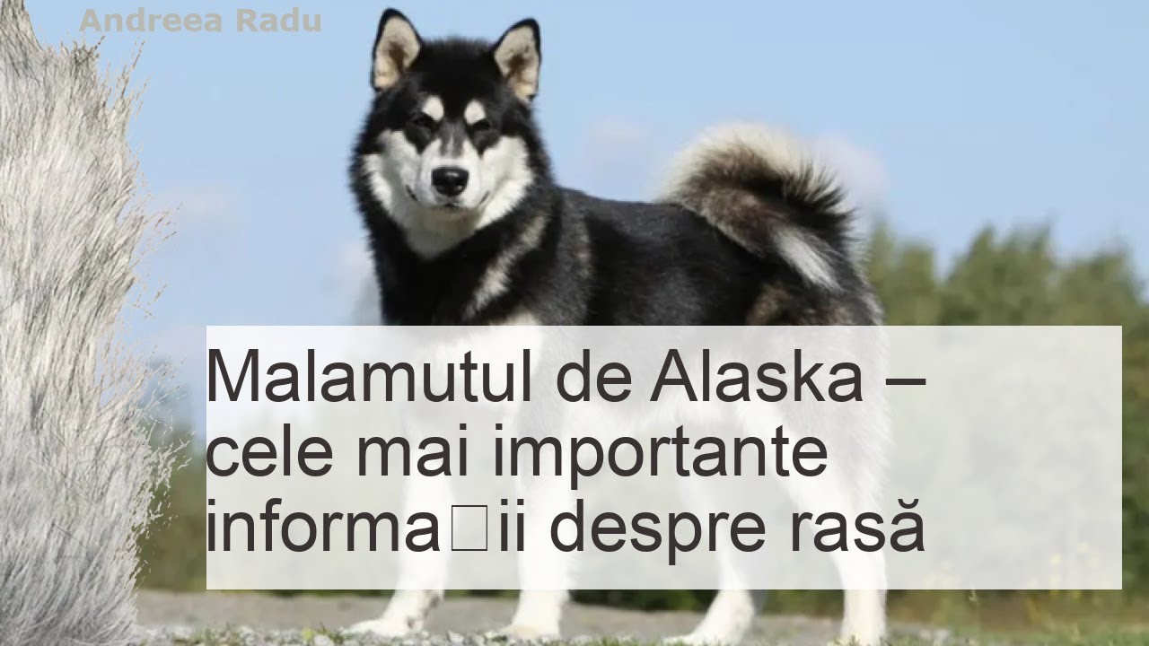 Malamutul de Alaska – cele mai importante informatii despre rasa - YouTube