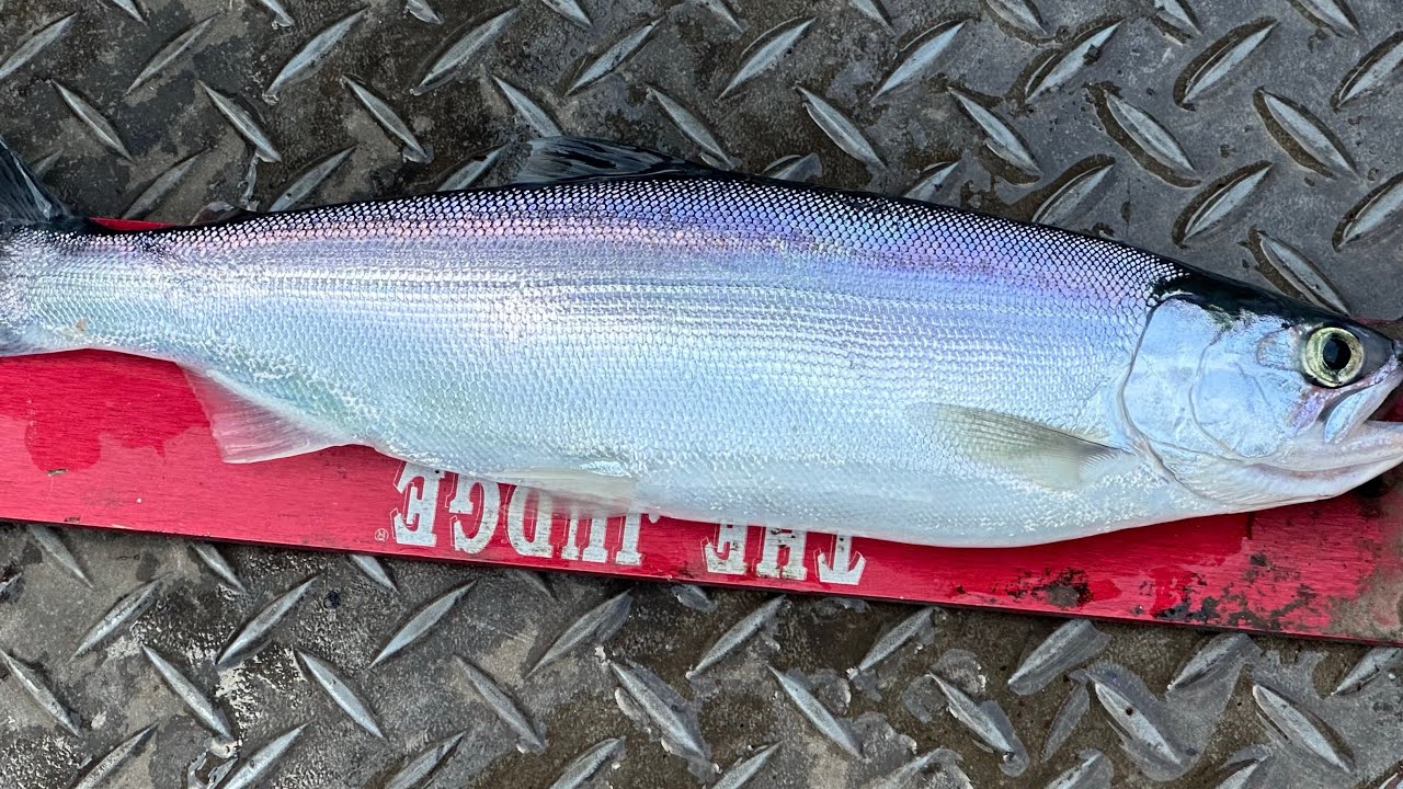 Mid winter Kokanee fishing! With 2 limits of kokanee by noon!!!! - YouTube