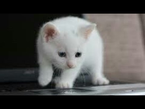 Ngasih Makan 🐈Kucing Kesayangan 😀 - YouTube