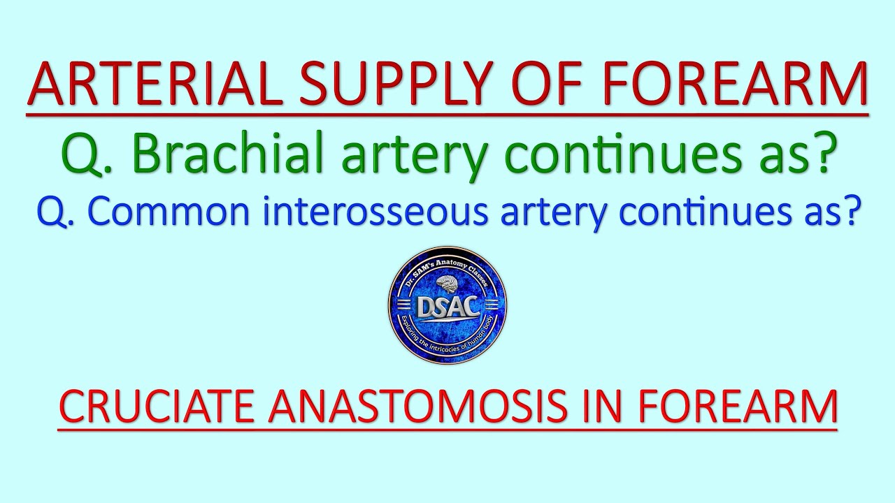 Cruciate anastomosis in forearm, Median artery, Arteries of forearm ...