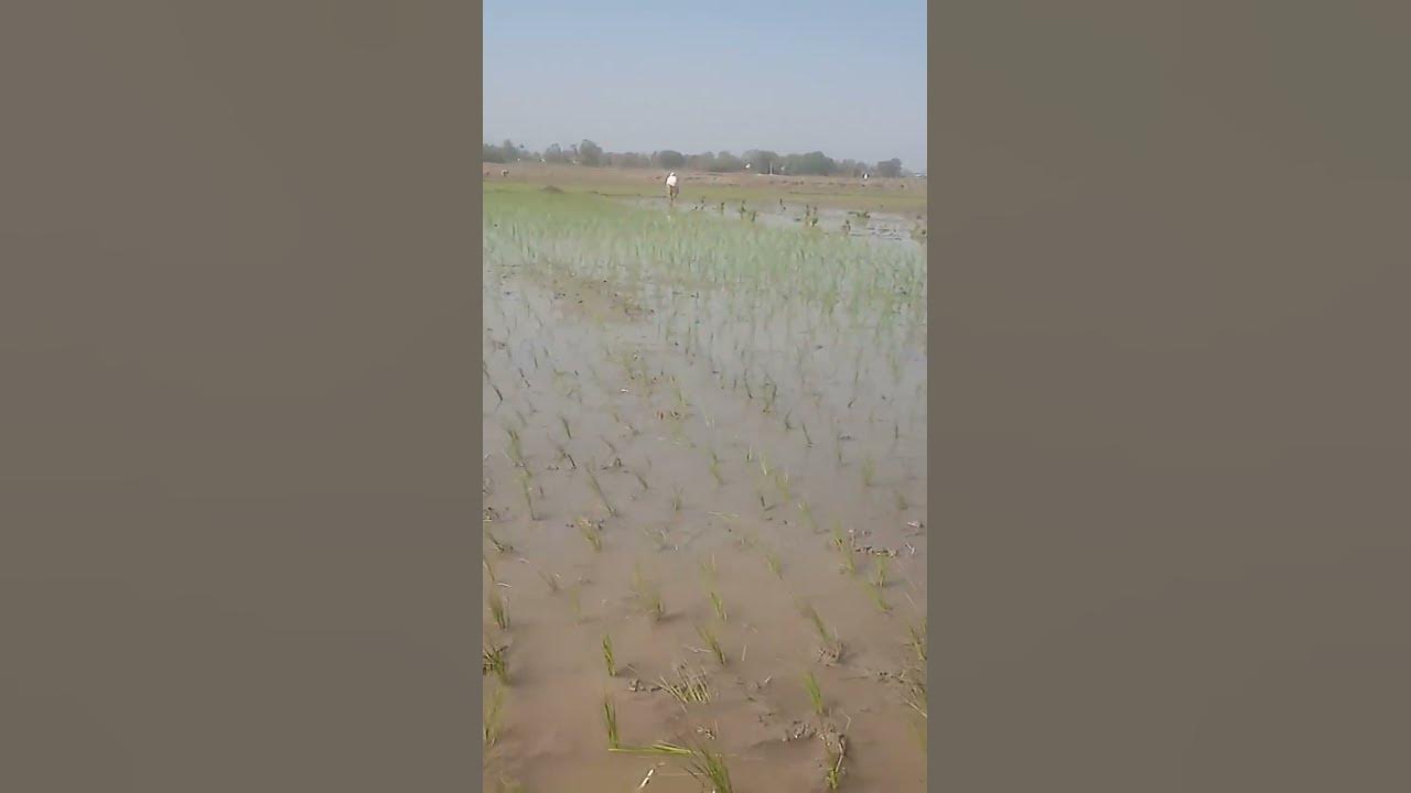 25 January 2025 - YouTube