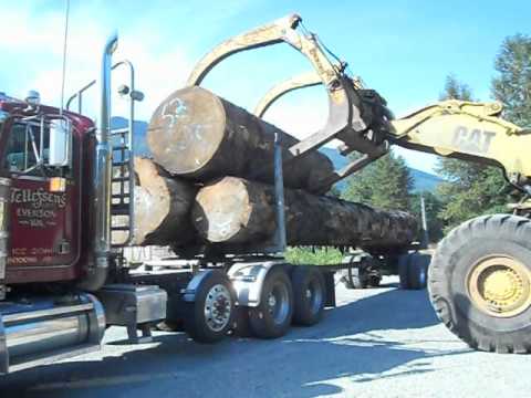 Caterpillar wheel loader unloading huge Old growth spruce off Peterbilt ...
