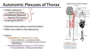 Superficial Cardiac Plexus