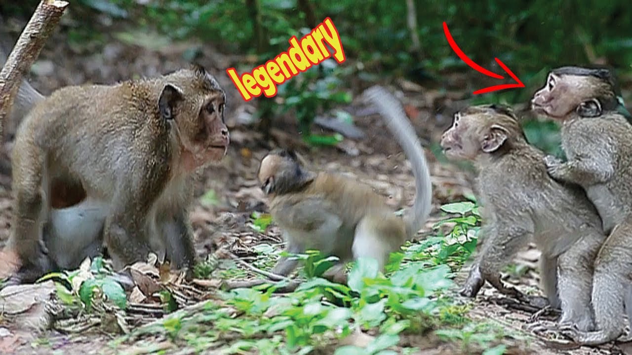 Look so funny monkey, With strange actions of monkeys - YouTube