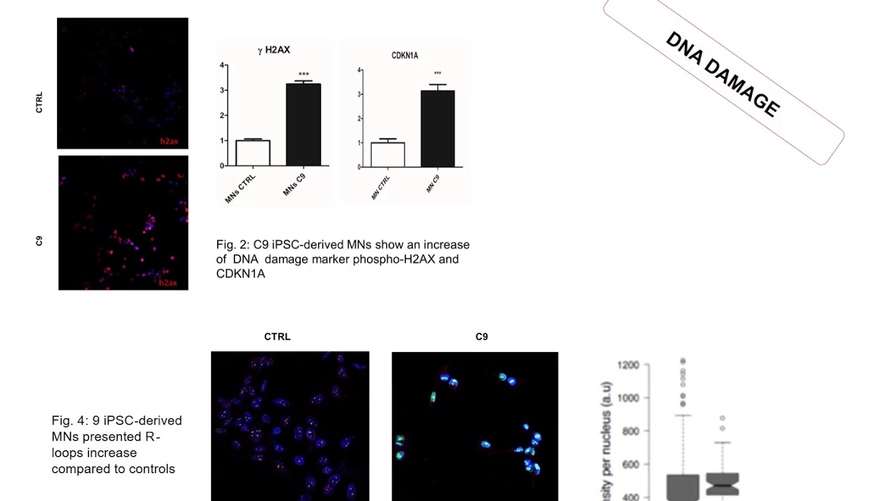Changes in pathological phenotype of C9 ALS iPSC-derived lines after ...