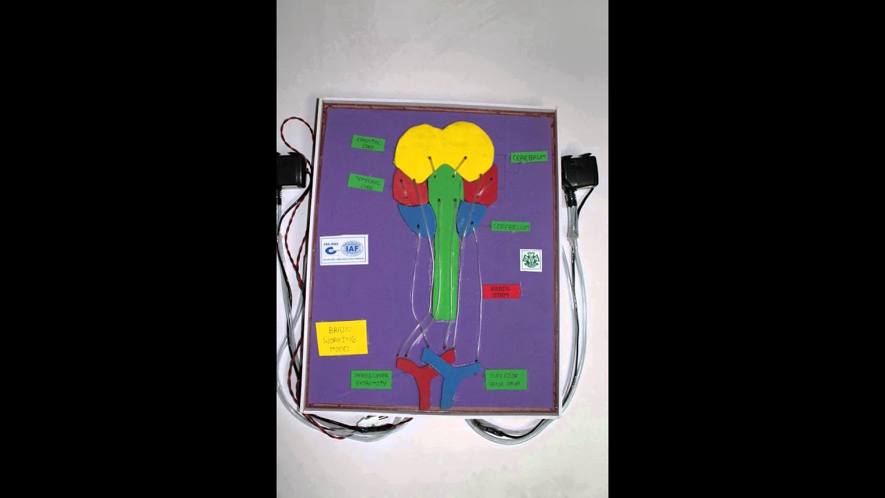 HUMAN BRAIN WORKING MODEL - YouTube