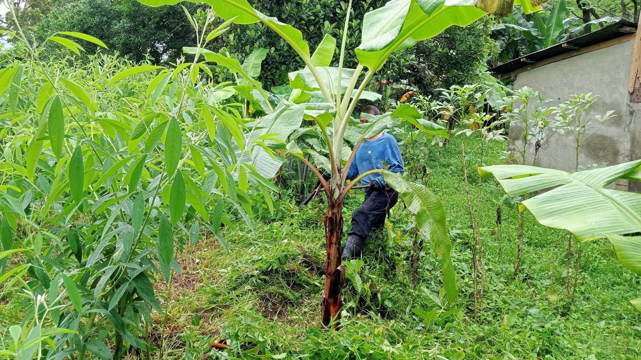 Kadyos Vegetable Planting 2023 - YouTube