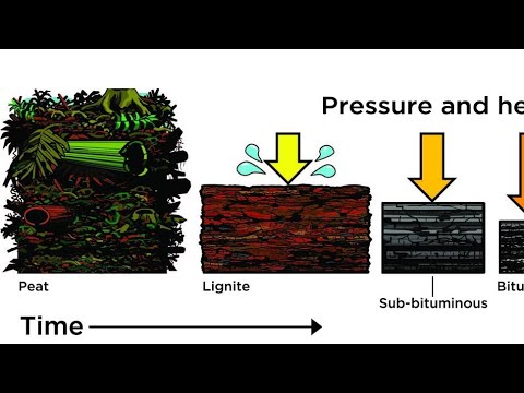 Coal formation and stages of coal formation - YouTube