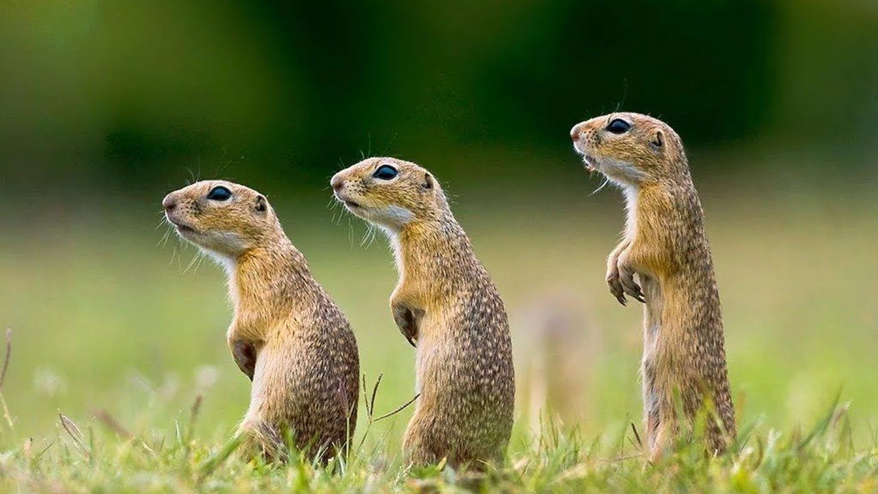 GOPHER SOUNDS - YouTube