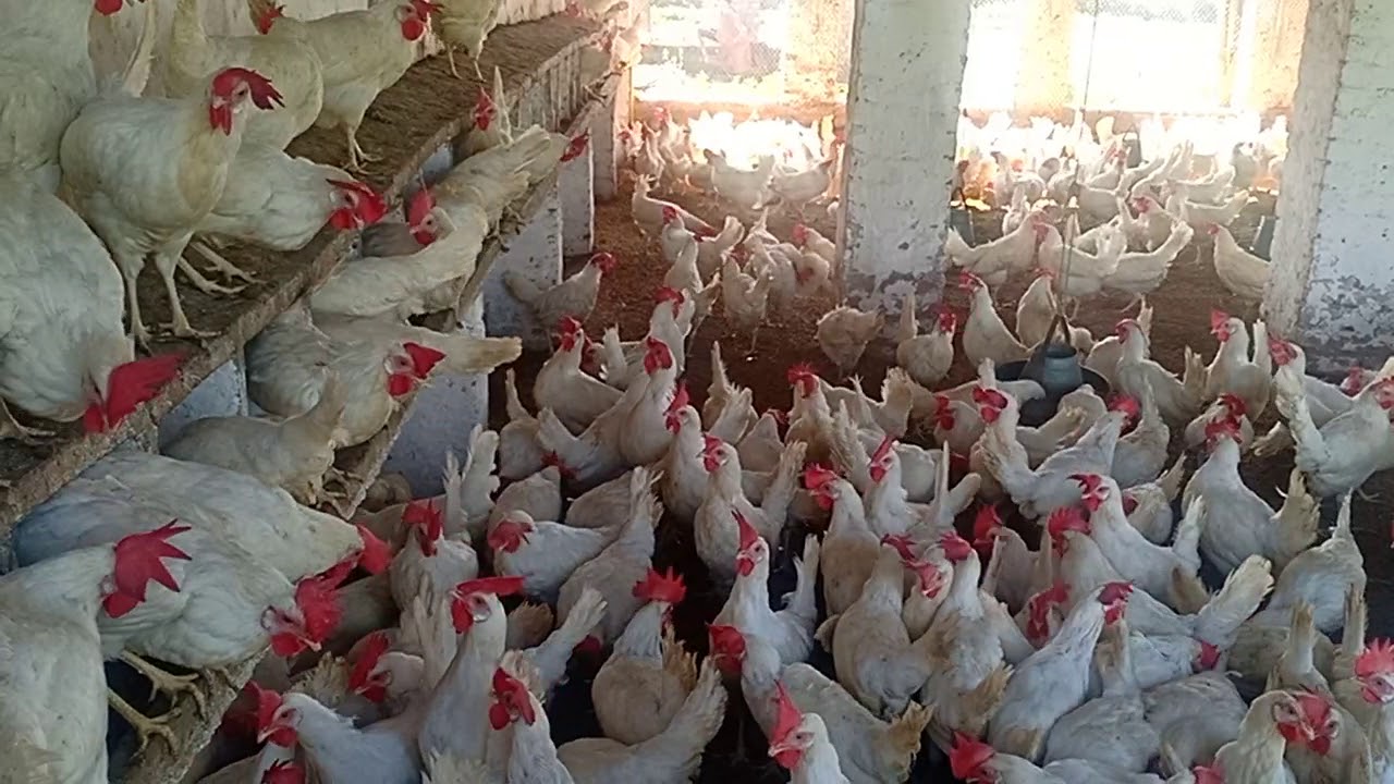 Layer farming feb updates Inside the shed - YouTube