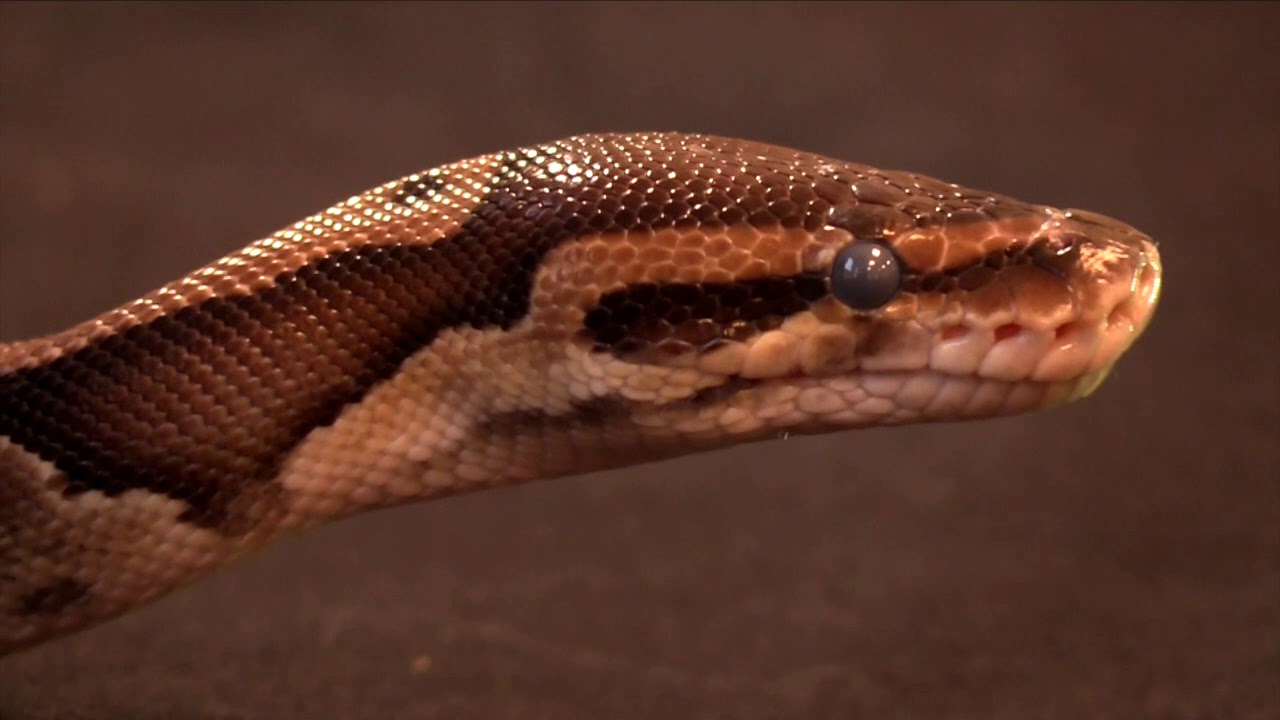Portrait du Python regius (Python royal) - YouTube