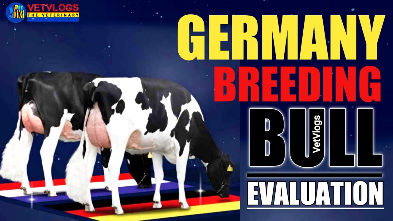 Germany Bull Selection || How to select Germany Bull for Dairy Farm ...