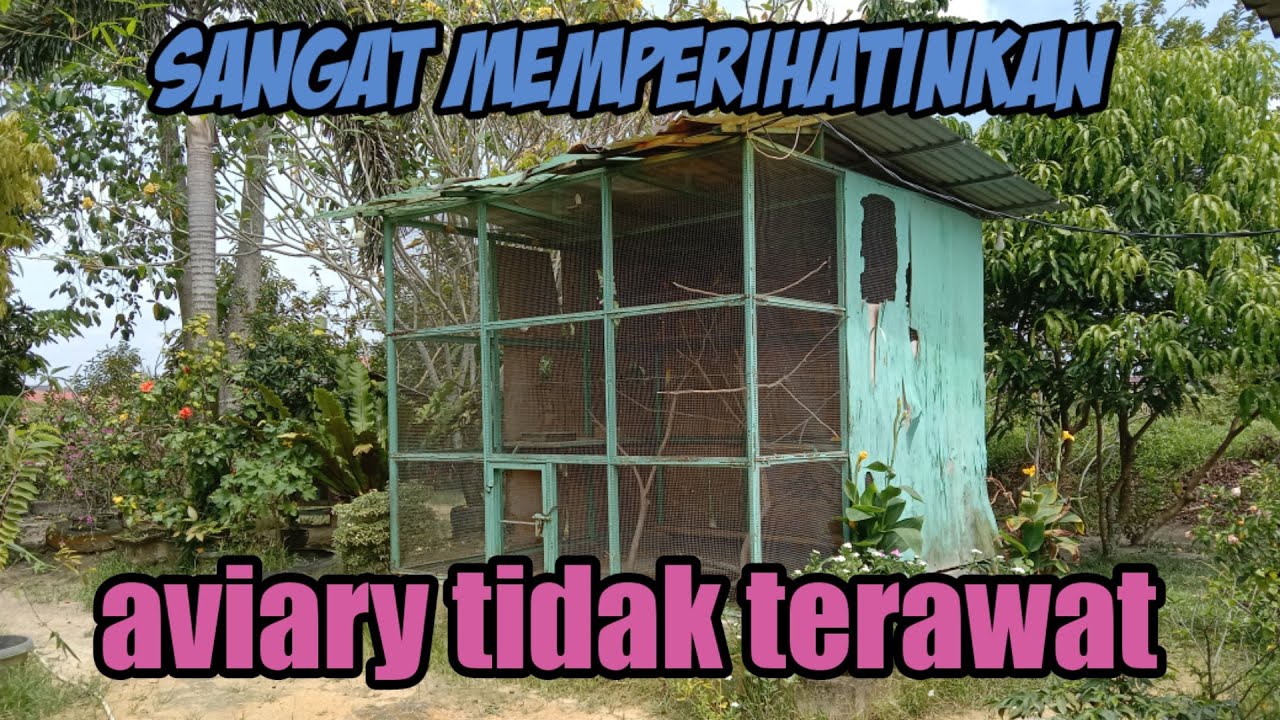 kandang aviary burung Lovebird tidak terawat @abaawan - YouTube
