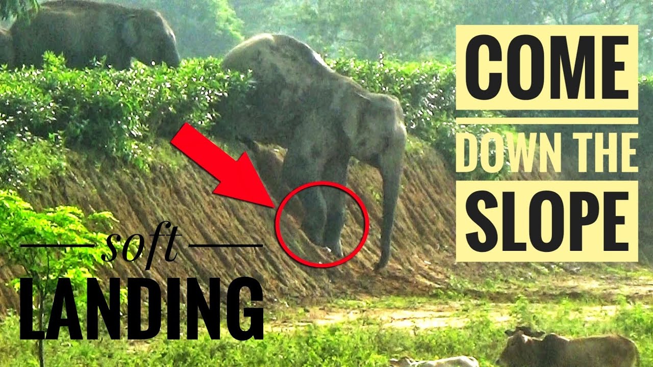 This is how Elephants come down the slope.ढलान से ऐसे निचे आते हैं हाथी ...