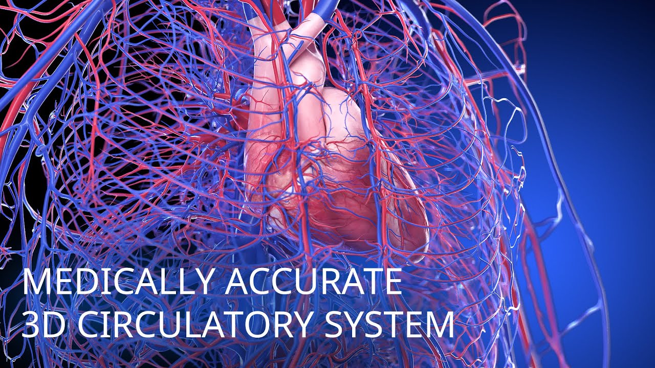 Medically accurate circulatory system 3d animation - YouTube