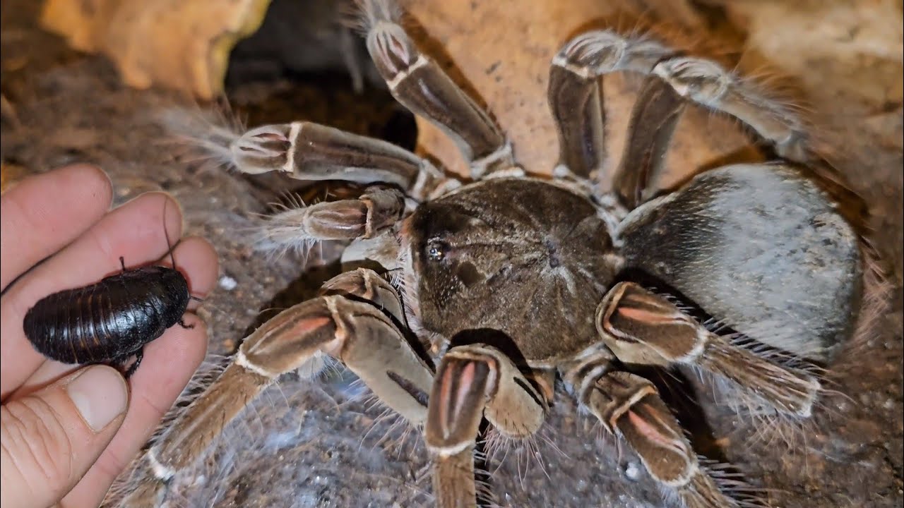 Goliath Birdeater Tarantula Bad Molt Update, Food & Health - YouTube