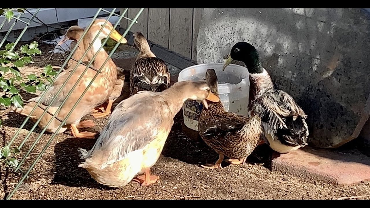Ida the Saxony duck is a mean girl - YouTube