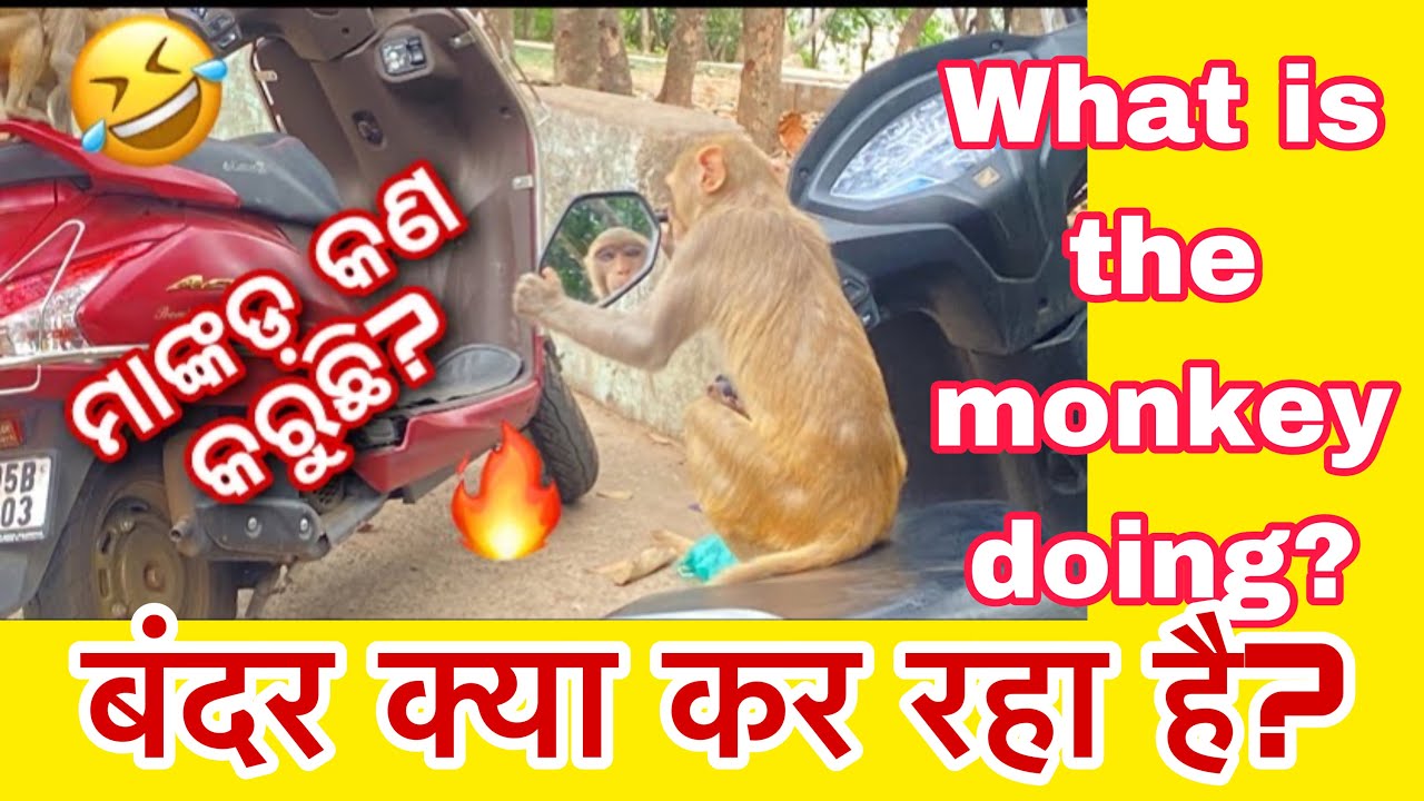 ମାଙ୍କଡ଼ କଣ କରୁଛି? 😂Santanu Rath Odia Vlogs / What is the monkey doing ...