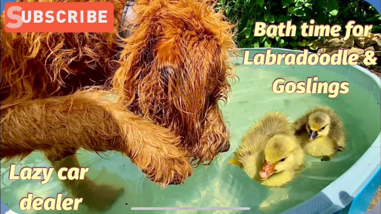 Cuteness overload one very needy Toby the labradoodle + Boris and Jezza ...