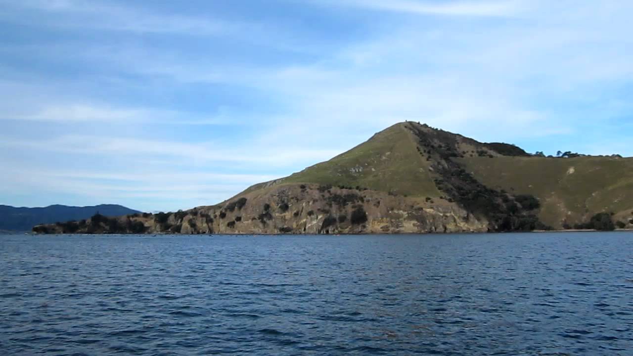 coromandel harbour mussel farm - YouTube