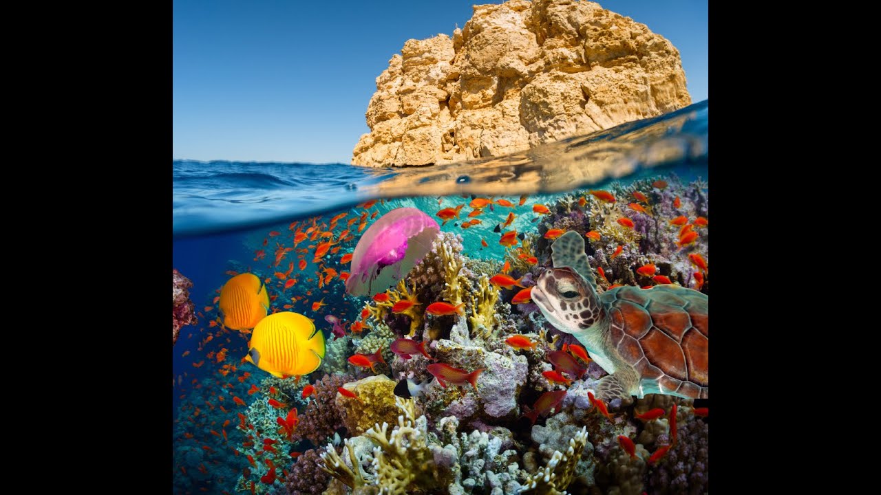 58 Stunning Sea Creatures That Will Instantly Make You Relax - YouTube