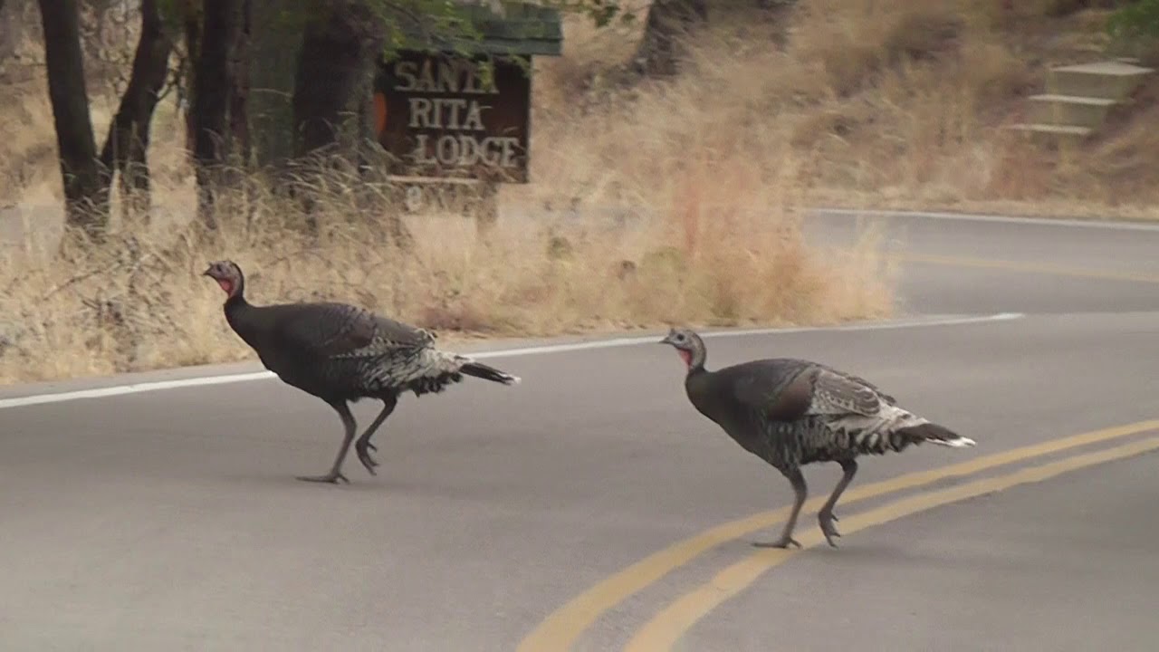 Why Did the Turkey Cross The Road - YouTube