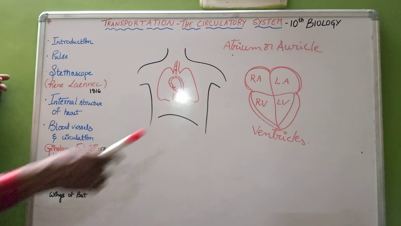 10th biology-transportation -video 1-introduction,heart structure - YouTube