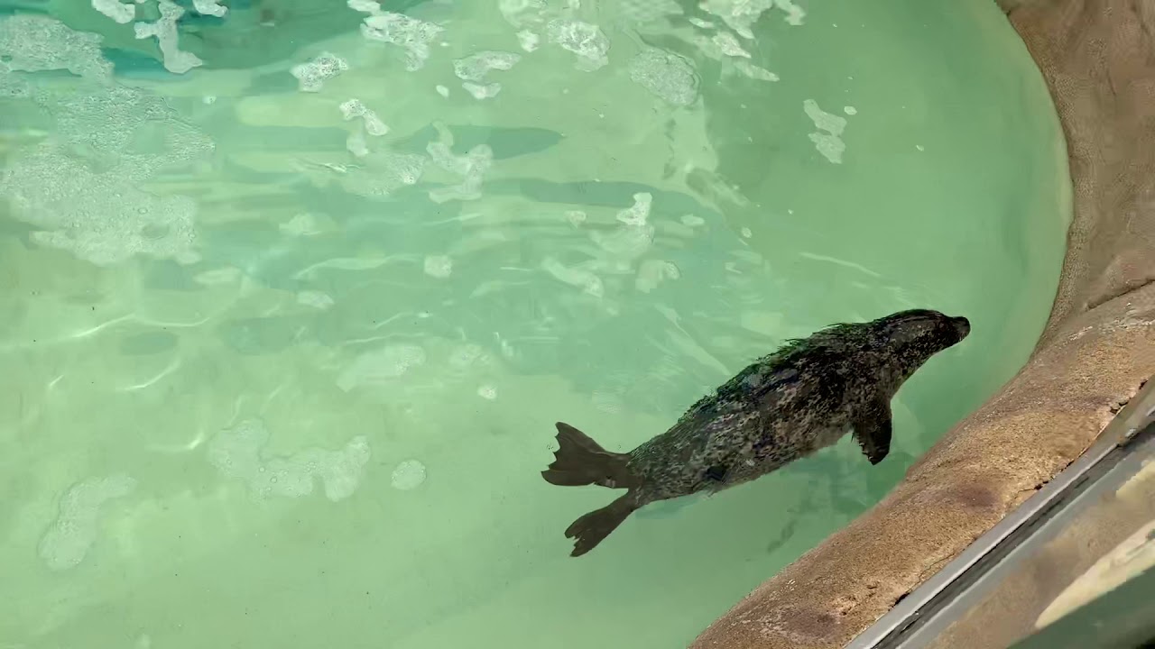 SeaWorld San Diego Harbor Seal (03/07/2030) - YouTube