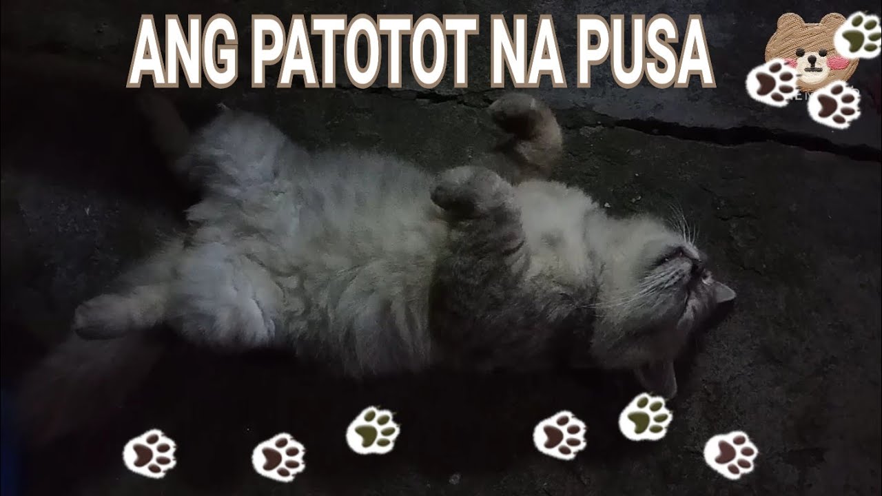 ANG PATOTOT NA PUSA - YouTube