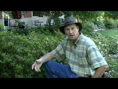 Azalia Lace Bugs  - MSU Extension Service