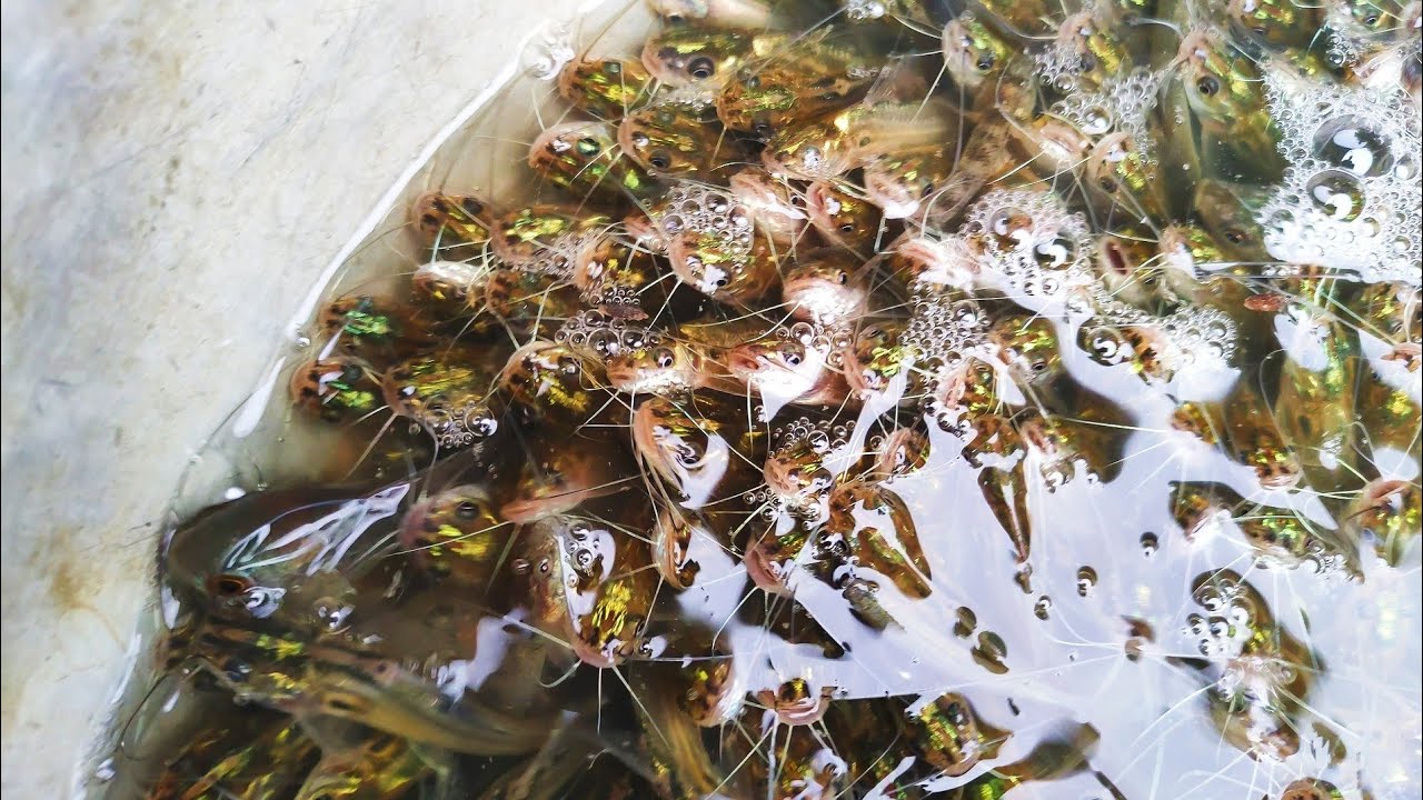 Amazing Tangra Fish Catching || Palwa मछली || Fish Weighting in Fish ...