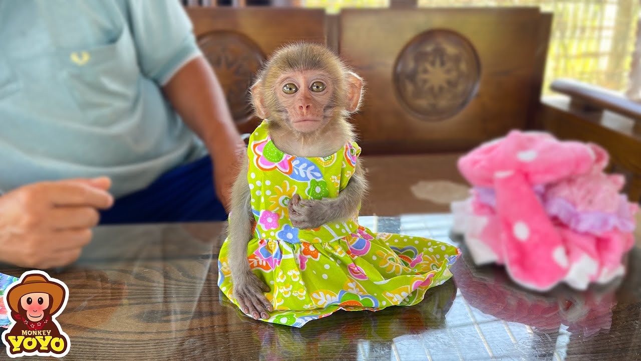 Monkey YiYi so cute in new dress - YouTube