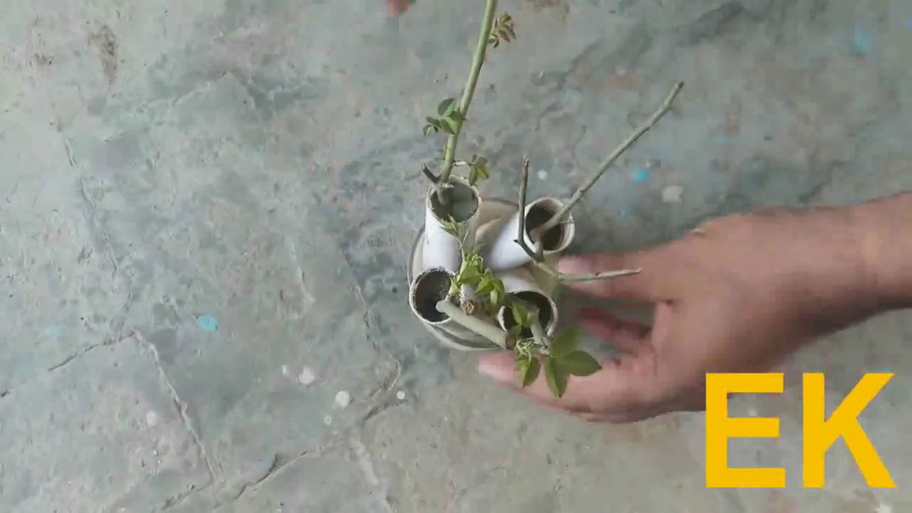 How to grow rose in pipe from cutting very easy steps - YouTube