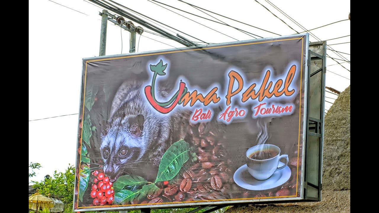 UMA PAKEL BALI AGRO #tour #tourism #bali #coffee #2022 #travel # ...