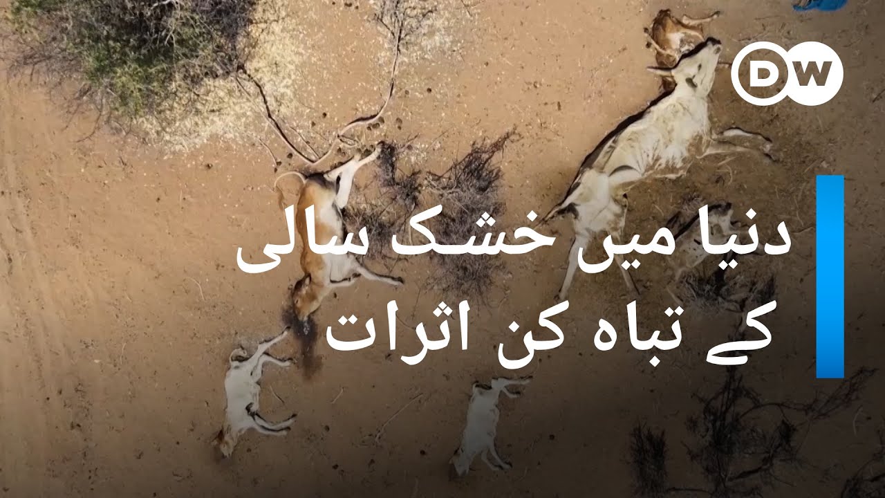 دنیا میں خشک سالی کے تباہ کن اثرات | DW Urdu - YouTube