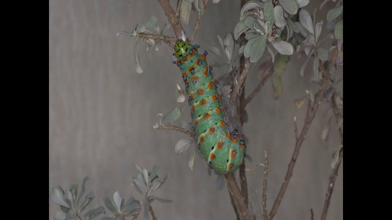 Calleta Silkmoth Caterpillar Spinning a Cocoon - YouTube