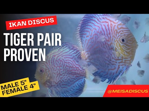 Tiger Pair Proven Discus Fish - YouTube