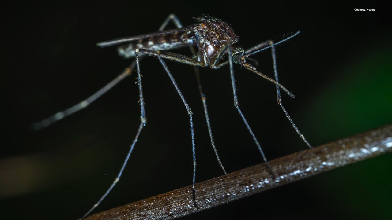 All the Buzz: Mosquito Control District Sees Buggiest Season in Years ...
