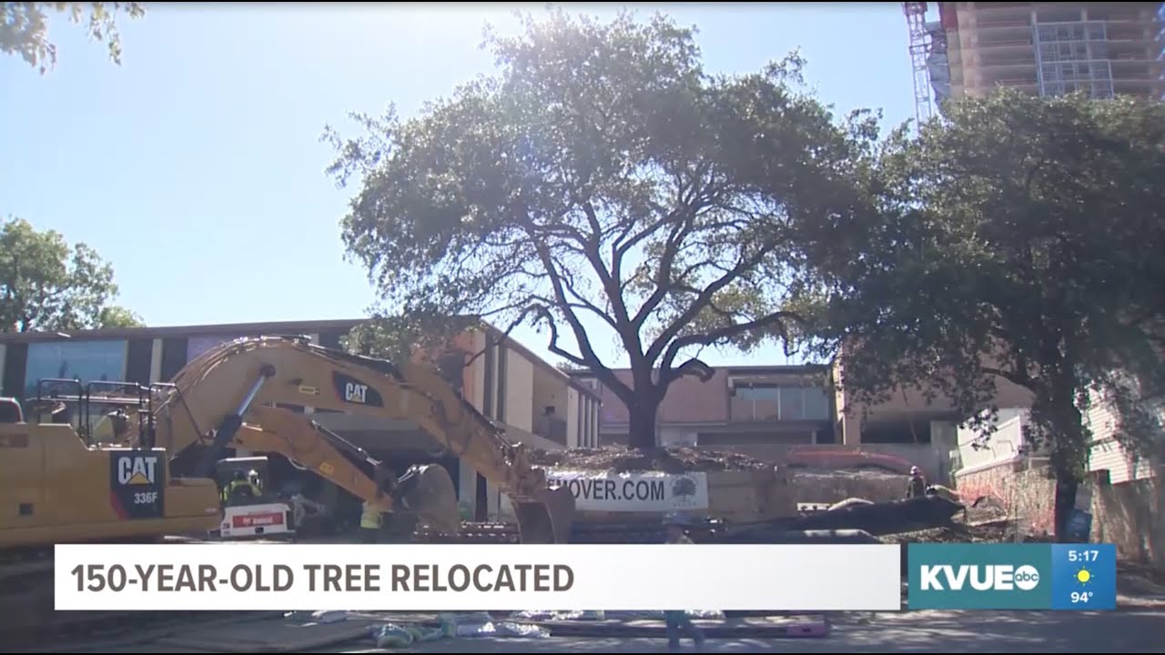 KVUE: 150-Year-Old Tree Relocated - YouTube