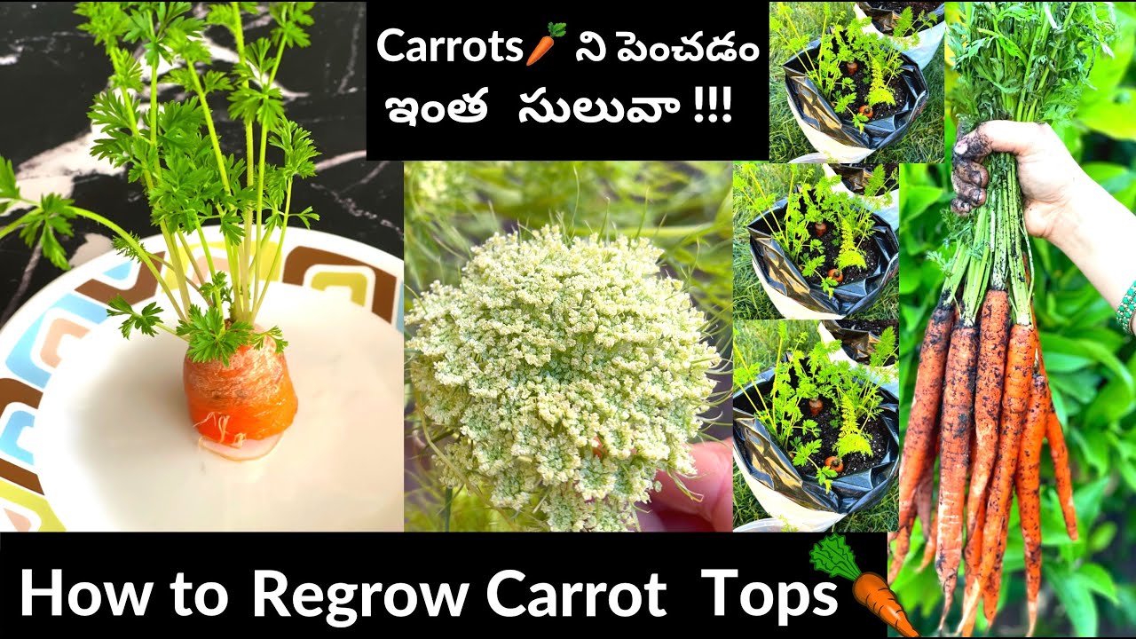 How to regrow carrots from carrot tops | regrow carrot tops | Sprout ...