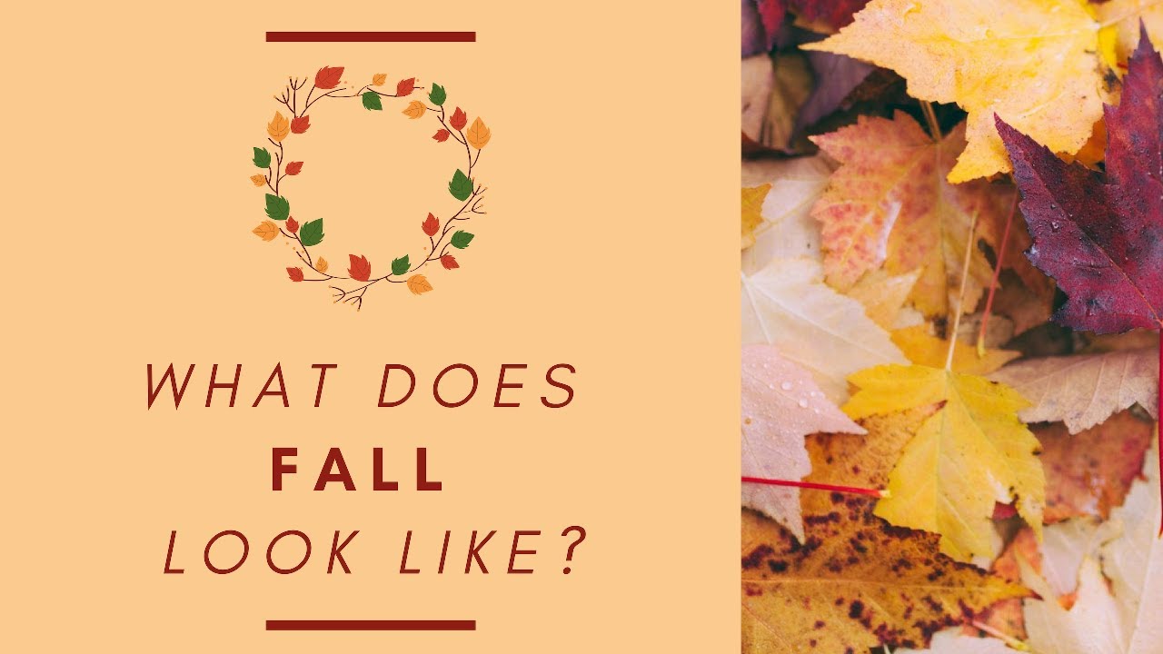 🍂 What Does Fall Look Like? - YouTube